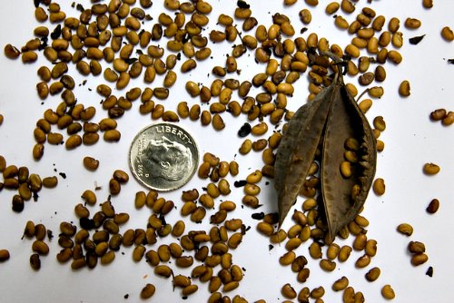 Germination of Baptisia Australis Seeds - Garden Myths