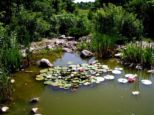 Pond pumps are not required in man-made ponds - Garden Myths