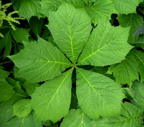 Rodgersia Identification Simplified
