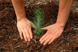 Best Time to Plant Trees - Garden Myths