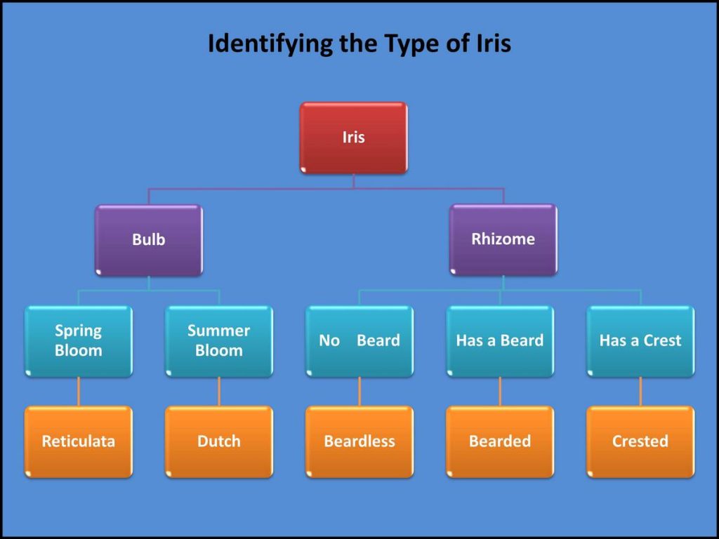Iris Identification - Which Type of Iris Do I Have?