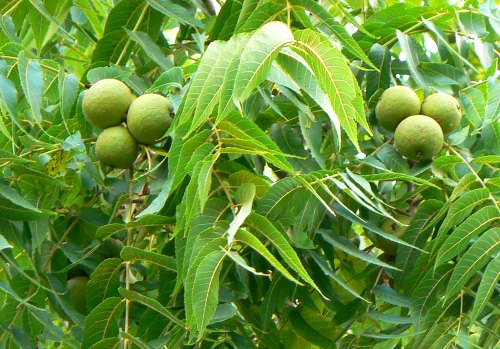 Walnuts, Juglone and Allelopathy - Garden Myths