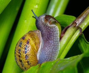 Slug Bait - Metaldehyde vs Iron Phosphate