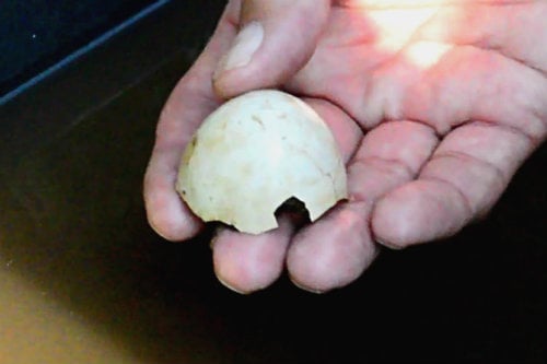 Eggshells - Decomposition Study - Garden Myths