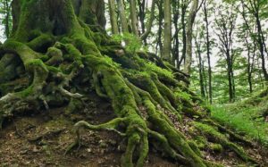 15 Moss Myths Every Gardener Should Know - Garden Myths