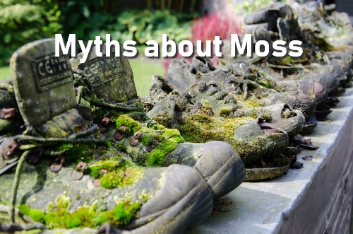 15 Moss Myths Every Gardener Should Know - Garden Myths