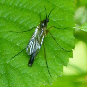 How to Get Rid of Fungus Gnats on Houseplants