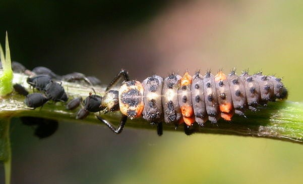 Don't Buy Ladybugs for the Garden