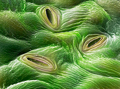 Foliar Feeding - Does it Work and Should Gardeners Use It?