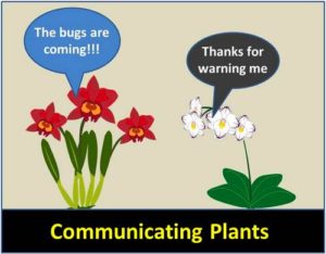 Plant Communication - Can Plants Talk to Other Plants?