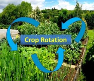 Crop Rotation - Is There a Benefit for Gardeners?