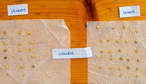 Floating Seeds in Water - Is This a Good Seed Viability Test?