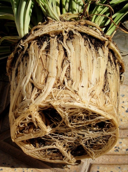 Planting Trees - Are Square Holes Better than Round Holes?