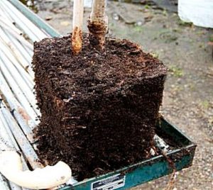 Best Way to Fix Root Bound Plants, Before Planting