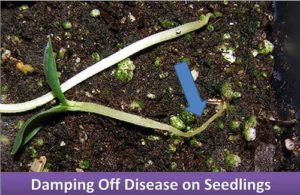 Damping Off Disease - Prevention and Treatment