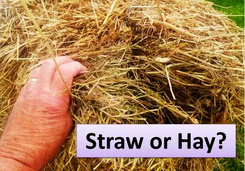 Myths About Straw And Hay In The Garden - Garden Myths