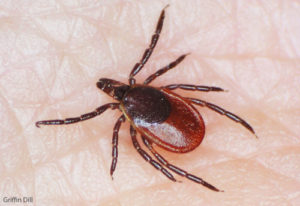 Tick Talk - 18 Myths About Ticks Debunked