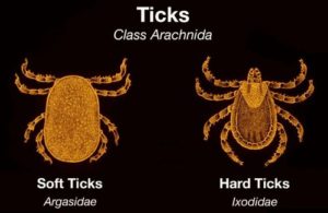 Tick Talk - 18 Myths About Ticks Debunked