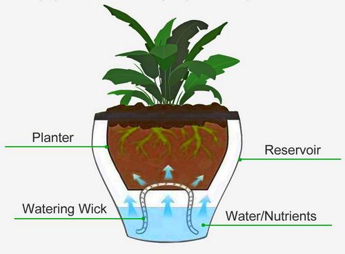 Watering Houseplants - Top or Bottom? Which is Best? - Garden Myths