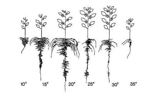 When Do Roots Grow - Spring, Summer or Fall? - Garden Myths