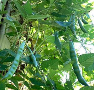 How to Grow, Harvest and Eat American Groundnuts