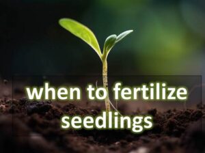 When Do You Fertilize Seedlings?