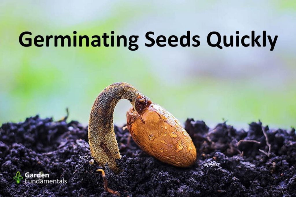 Germinating Seeds Quickly - Complete Guide