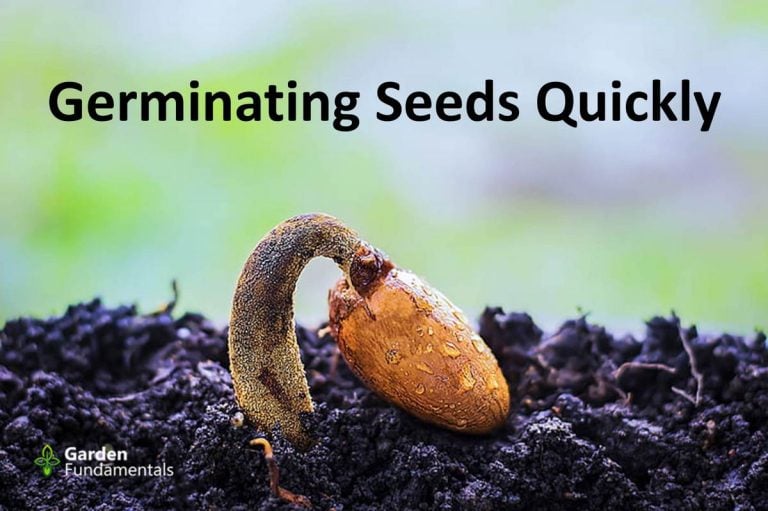 Germinating Seeds Quickly - Complete Guide