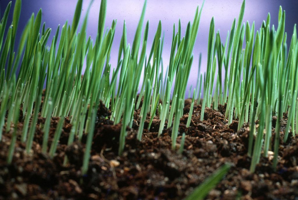 How Long Does Grass Seed Take to Grow?