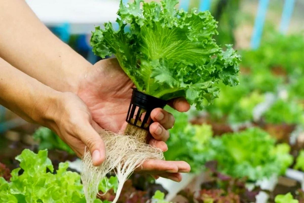 What is Hydroponic Fertilizer - Do You Need It?