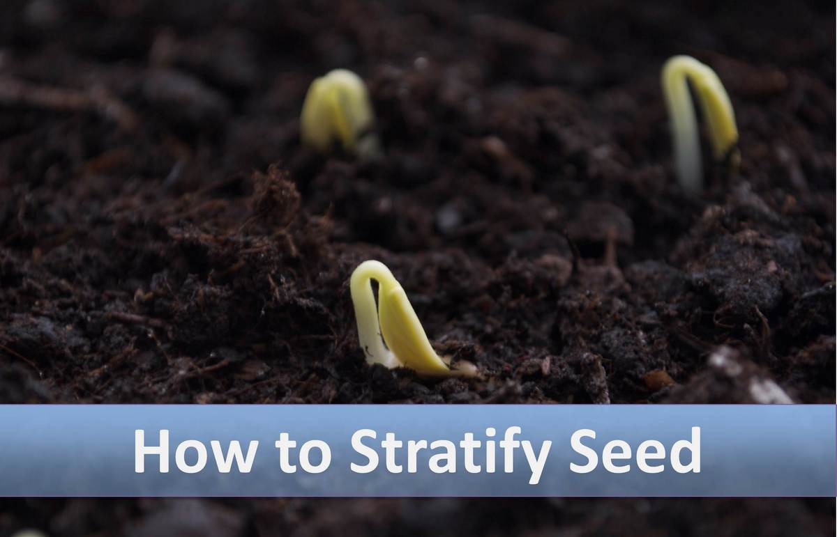 What is Seed Stratification - How to do it Right