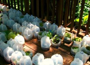 What is Seed Stratification - How to do it Right