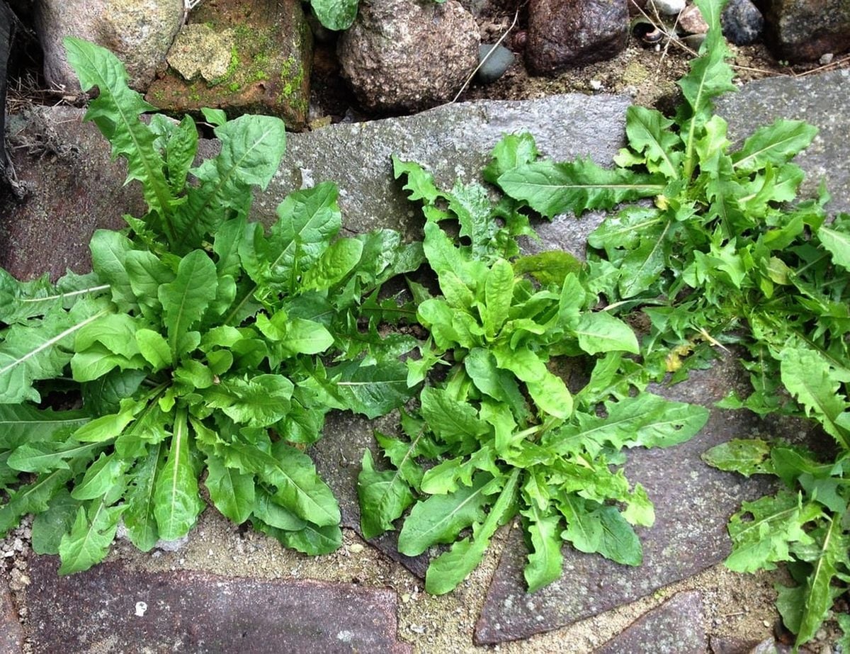 What do Weeds Tell Us About Soil?