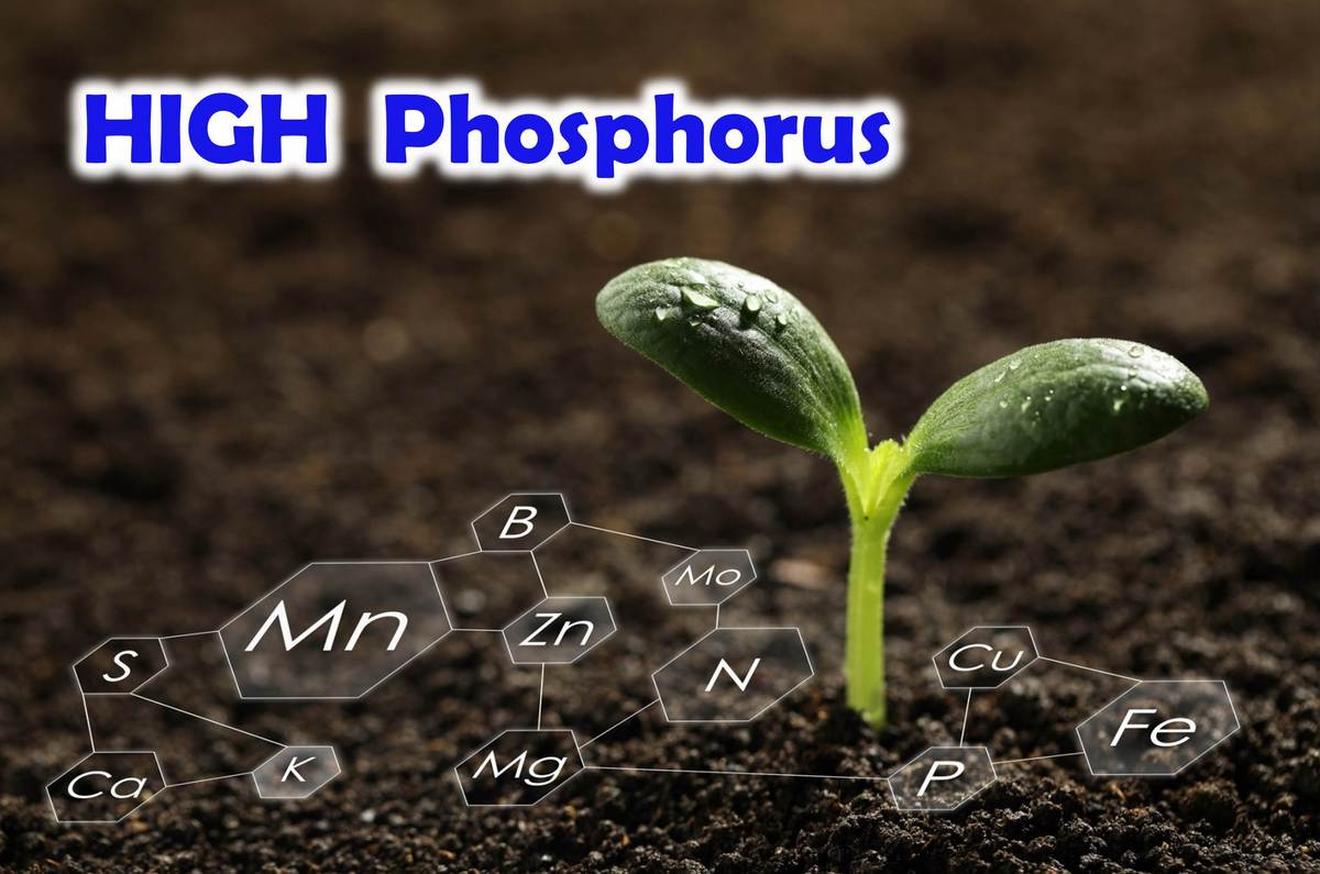 How To Lower High Phosphorus Levels in Soil