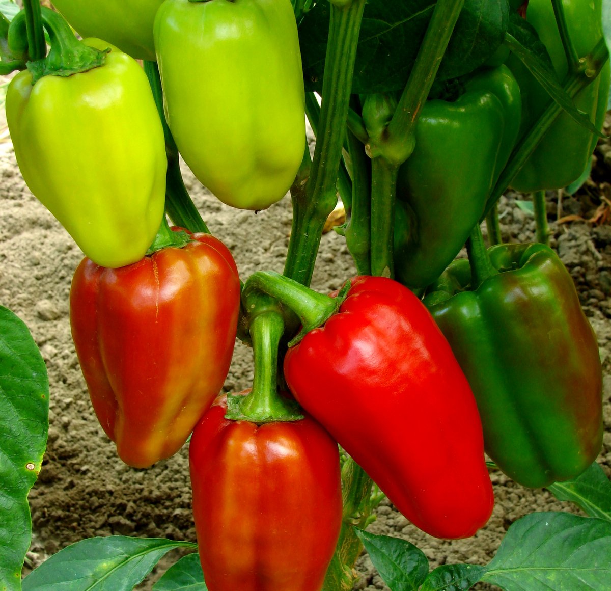 When Should You Harvest Peppers?