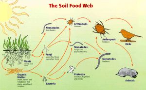 Dr. Elaine Ingham and The Soil Food Web School