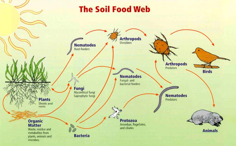 Dr. Elaine Ingham and The Soil Food Web School