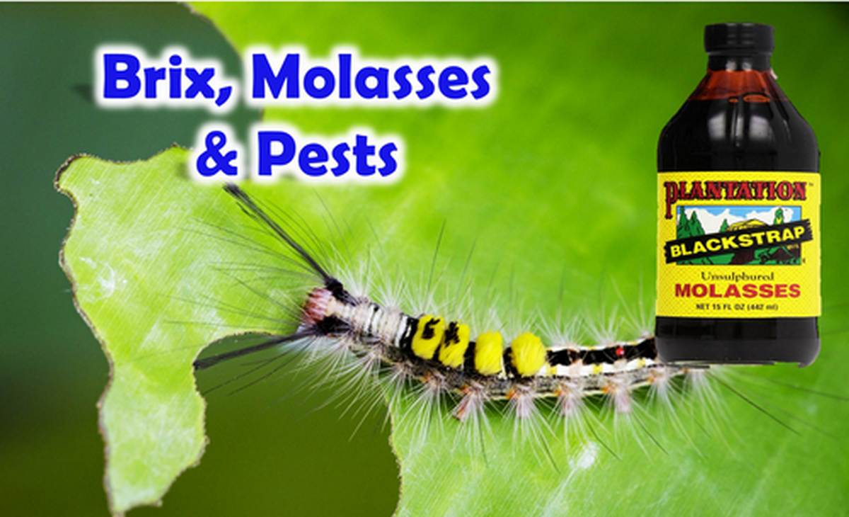 Brix, Molasses and Pests - New Science or Fantasy?