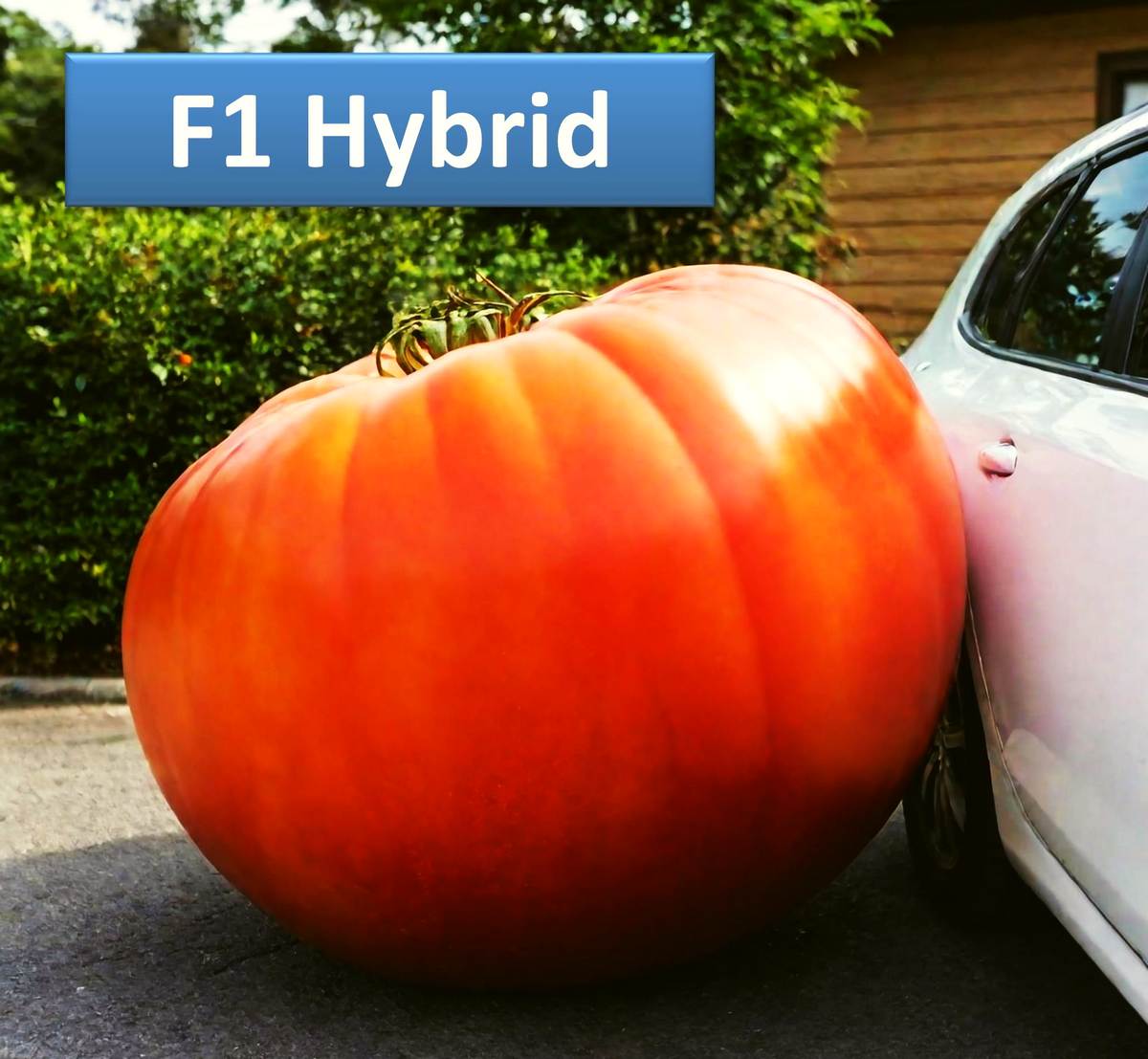 Myths About F1 Hybrid Seeds - Are They Sterile?