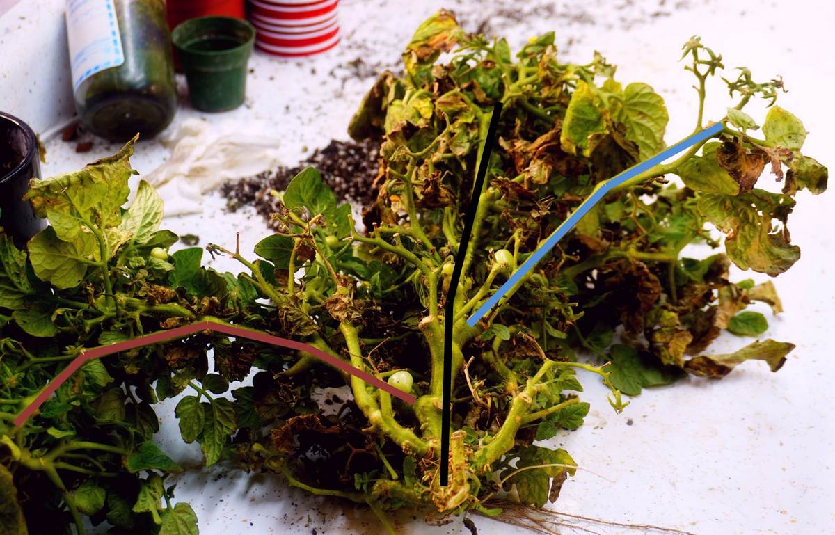 Do Determinate Tomatoes & Beans Exist?