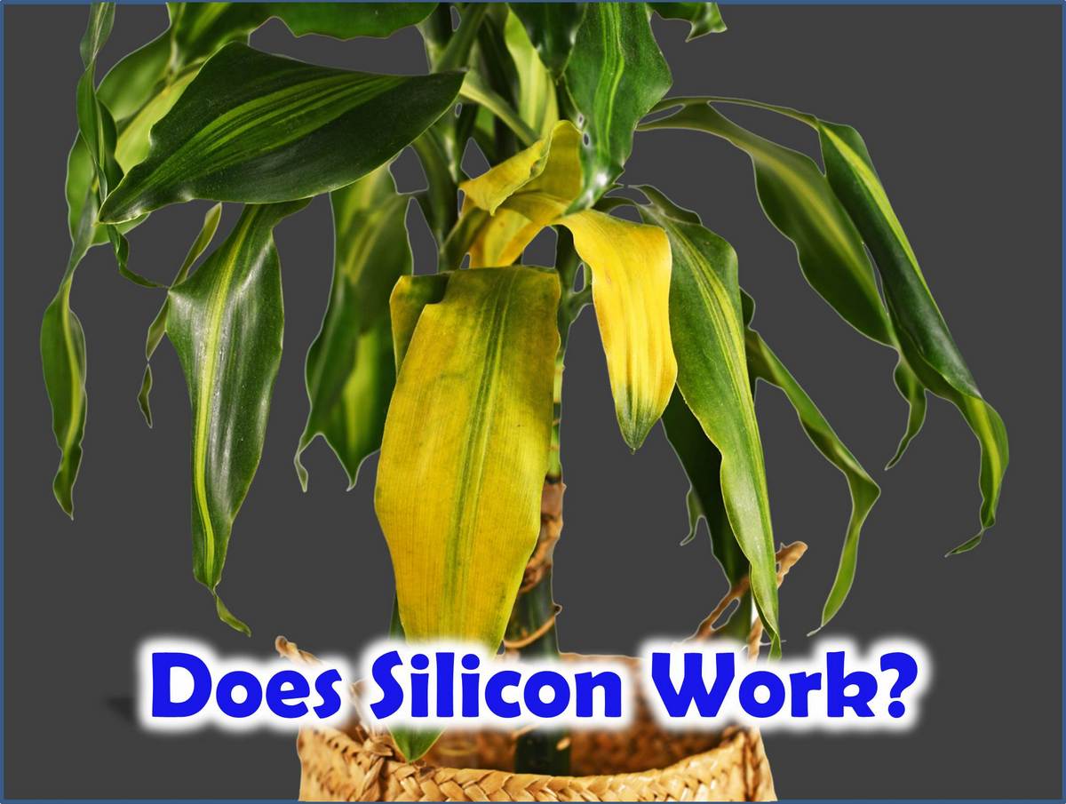 Do Your Plants Need More Silicon?
