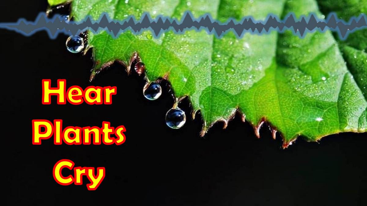 Do Stressed Plants Cry?