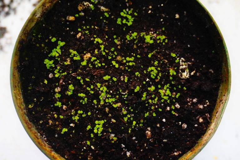 Plants Archives - gardenmyths.com