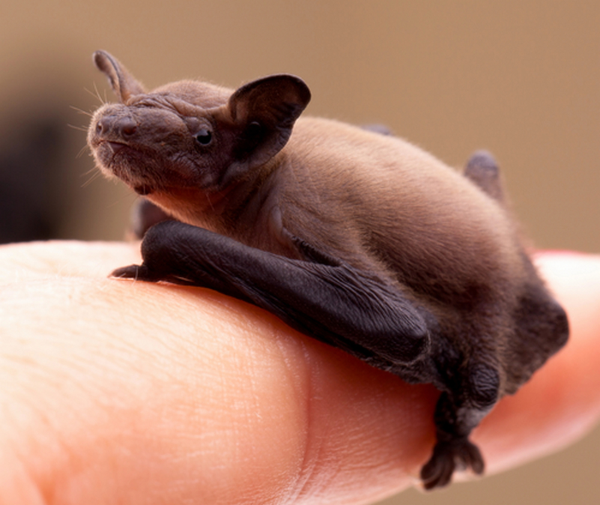 10 Bat Myths