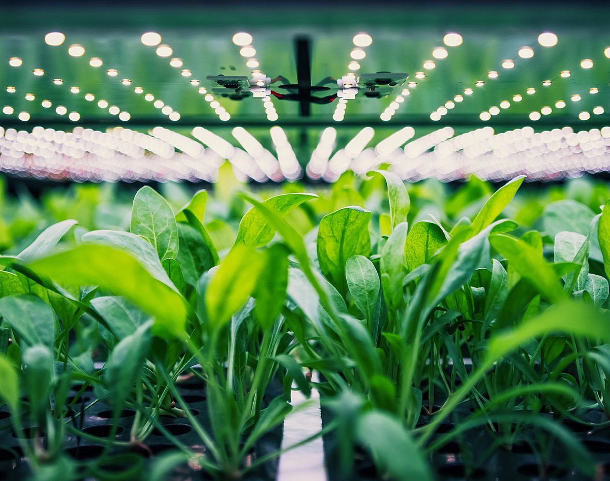 What is DLI - the Daily Light Integral