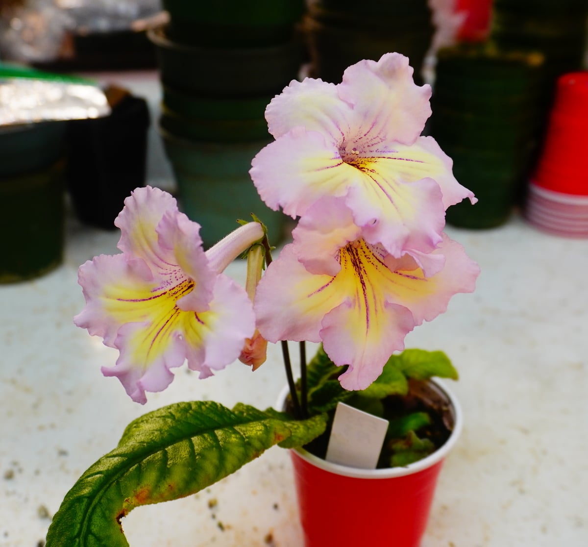 Growing Streptocarpus: Planting Too Deep