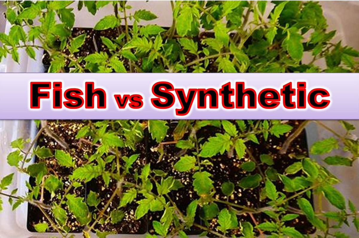 Fish Fertilizer vs Miracle-Gro - Growth Test