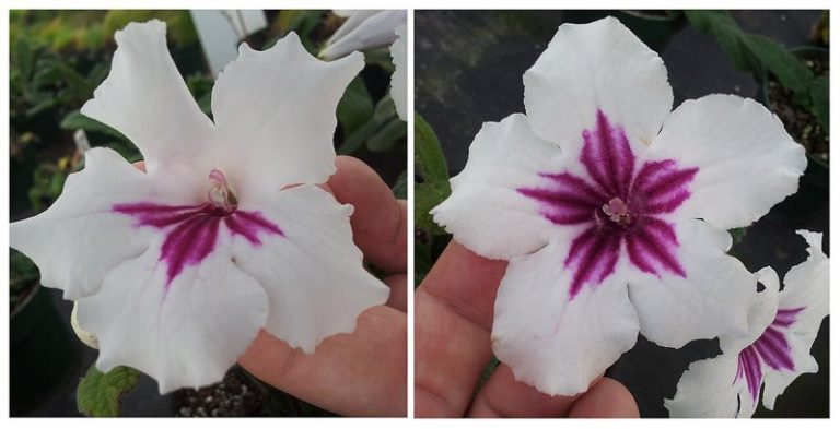 Breeding Peloric Streptocarpus